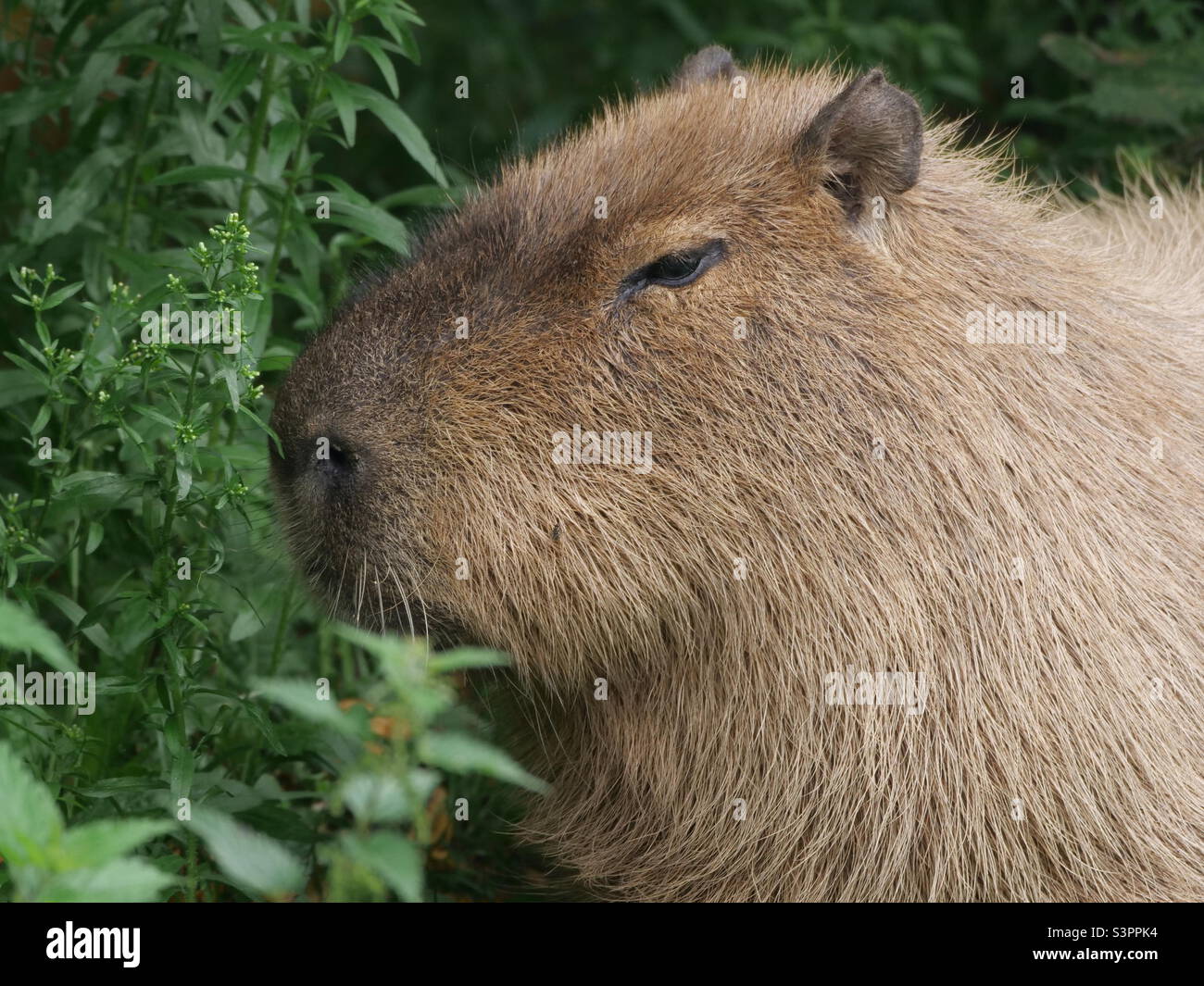 Capibara roditore immagini e fotografie stock ad alta risoluzione - Alamy