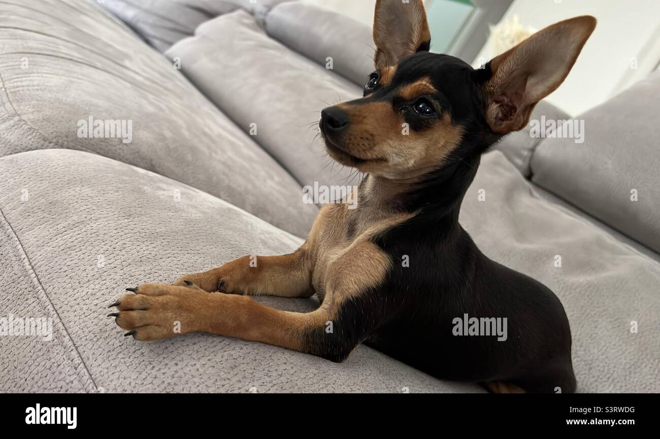 Cucciolo di pincher immagini e fotografie stock ad alta risoluzione - Alamy