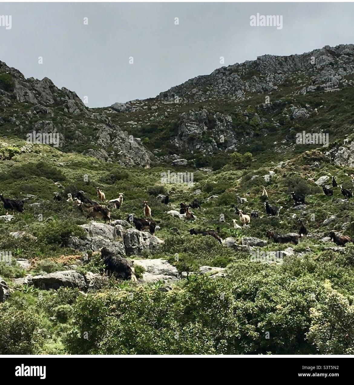 Capre sulle colline immagini e fotografie stock ad alta risoluzione - Alamy