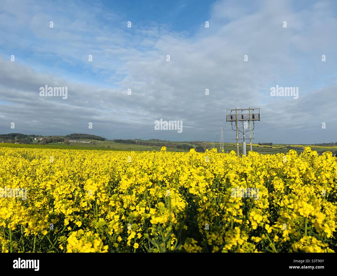 Colza petrolifera immagini e fotografie stock ad alta risoluzione - Alamy