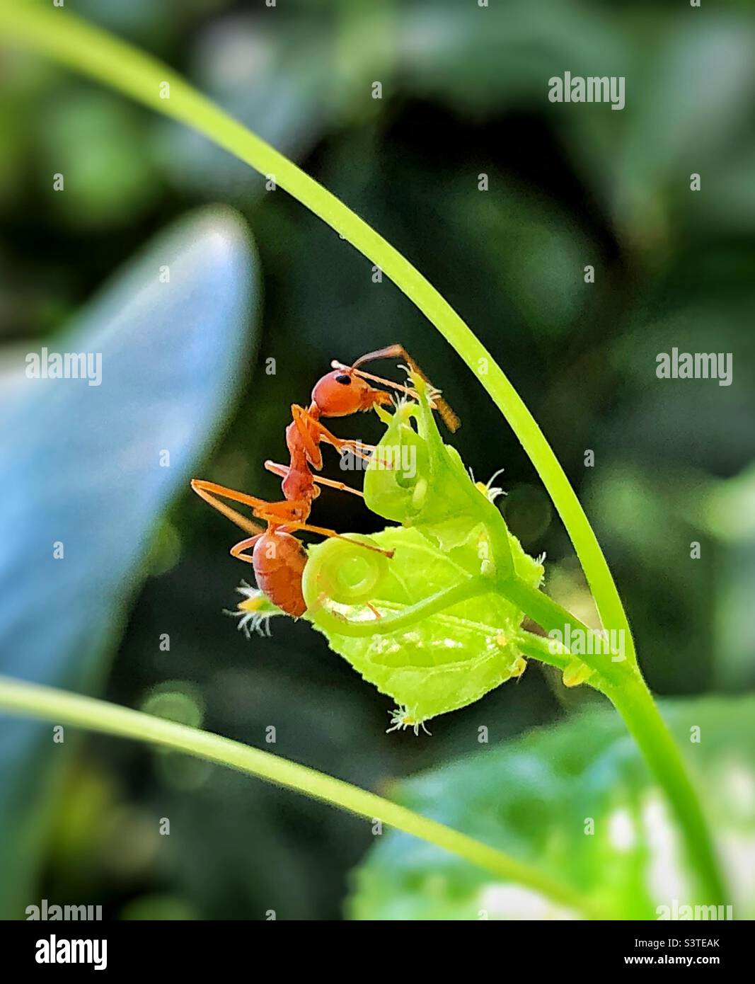 Natura formica immagini e fotografie stock ad alta risoluzione - Alamy