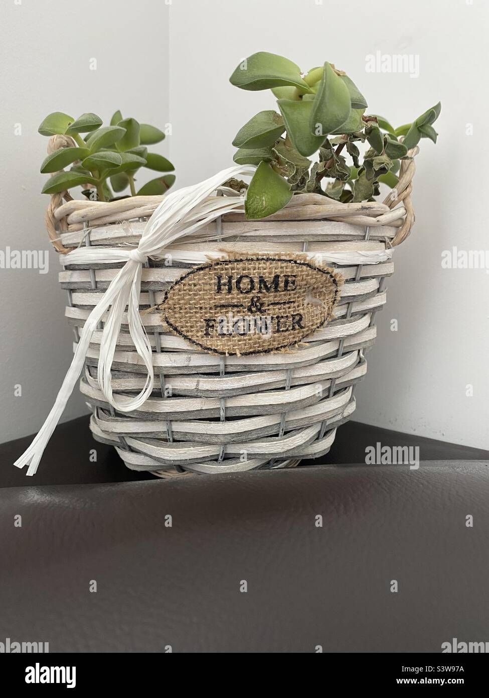 Pianta da interno immagini e fotografie stock ad alta risoluzione - Alamy