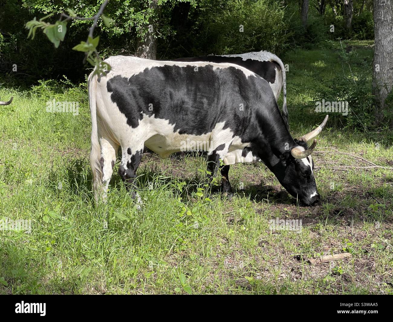 Mucche e tori immagini e fotografie stock ad alta risoluzione - Alamy