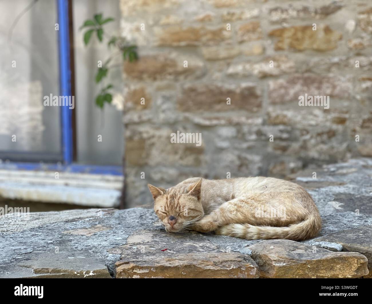 Gatto addormentato allo zenzero immagini e fotografie stock ad alta ...