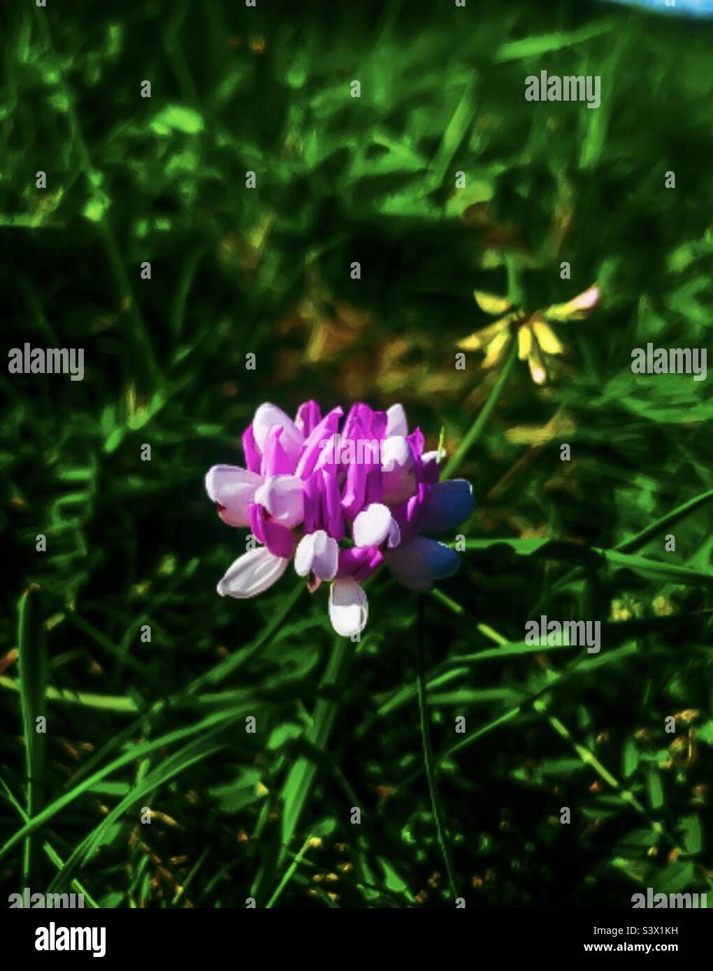 Colori viola e bianco immagini e fotografie stock ad alta risoluzione ...