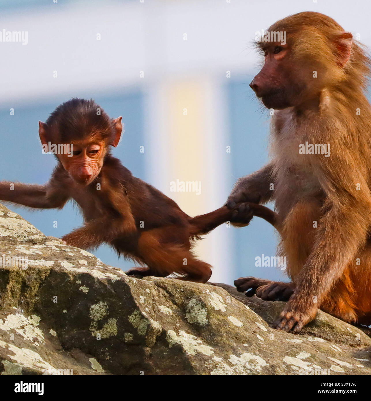 Mamma e piccola scimmia immagini e fotografie stock ad alta risoluzione ...