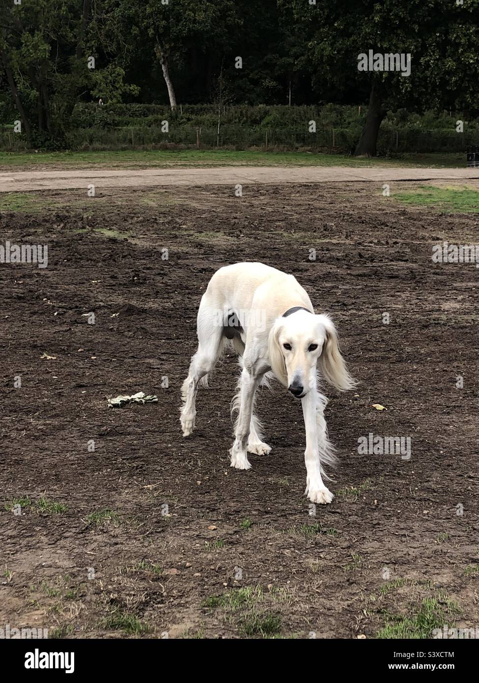 Un cane saluki immagini e fotografie stock ad alta risoluzione - Alamy