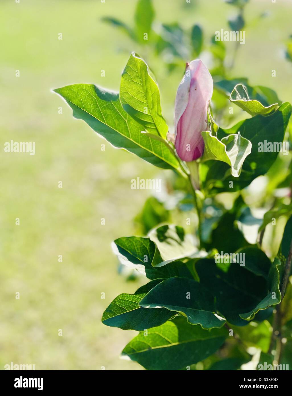 Magnolia jane tree immagini e fotografie stock ad alta risoluzione - Alamy