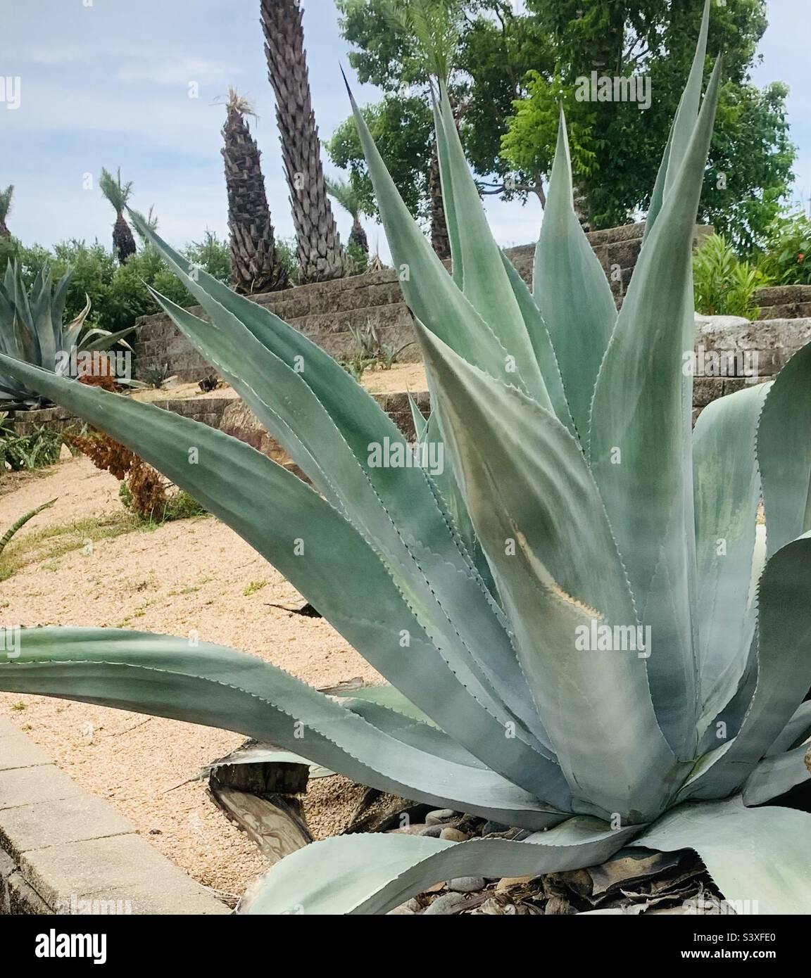 Agave americana agave americana immagini e fotografie stock ad alta ...