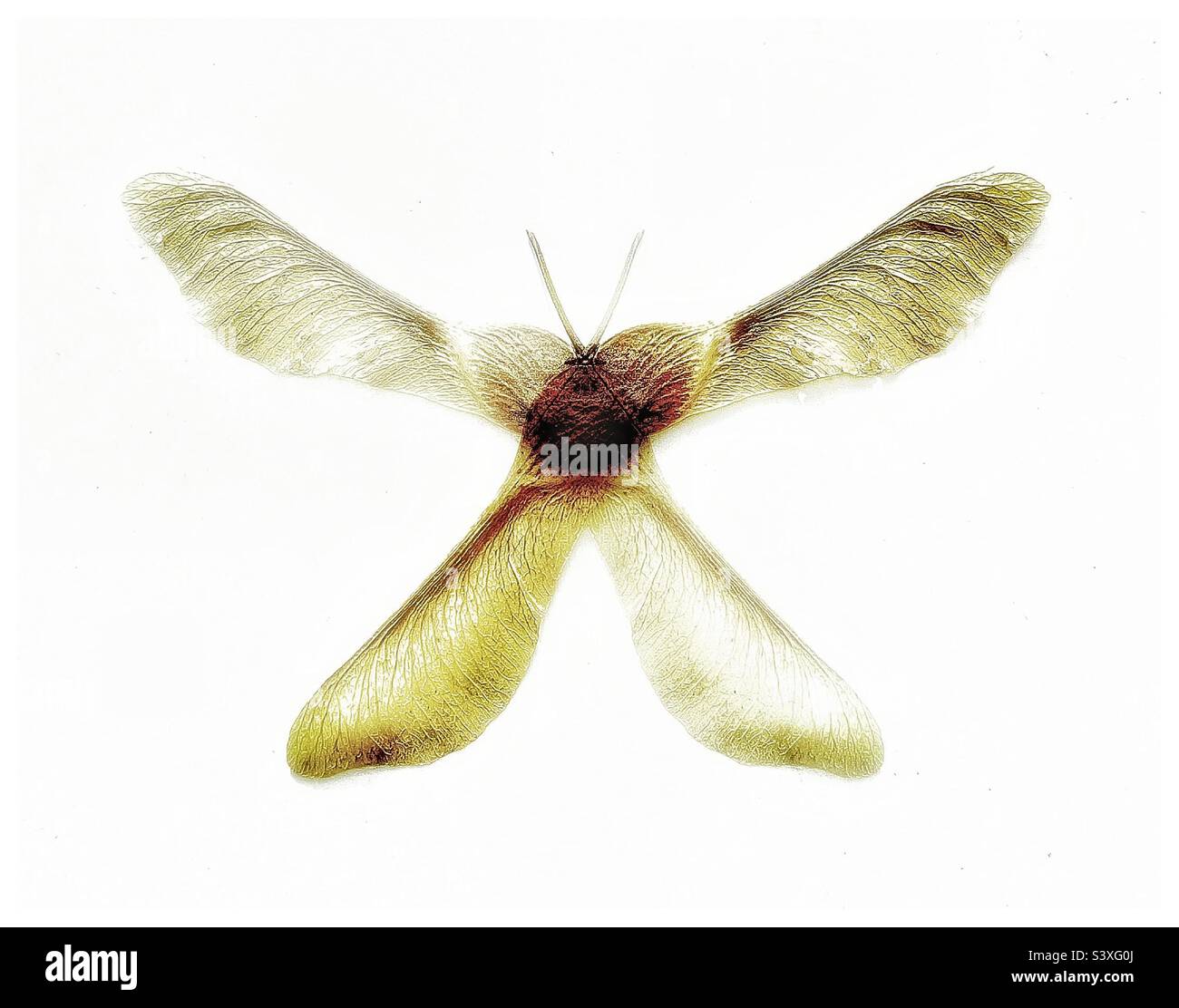 Strane creature immagini e fotografie stock ad alta risoluzione - Alamy