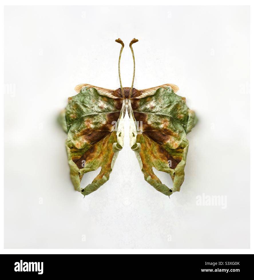 Farfalla strana immagini e fotografie stock ad alta risoluzione - Alamy