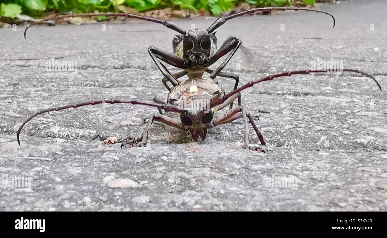 Batocera rubus immagini e fotografie stock ad alta risoluzione - Alamy