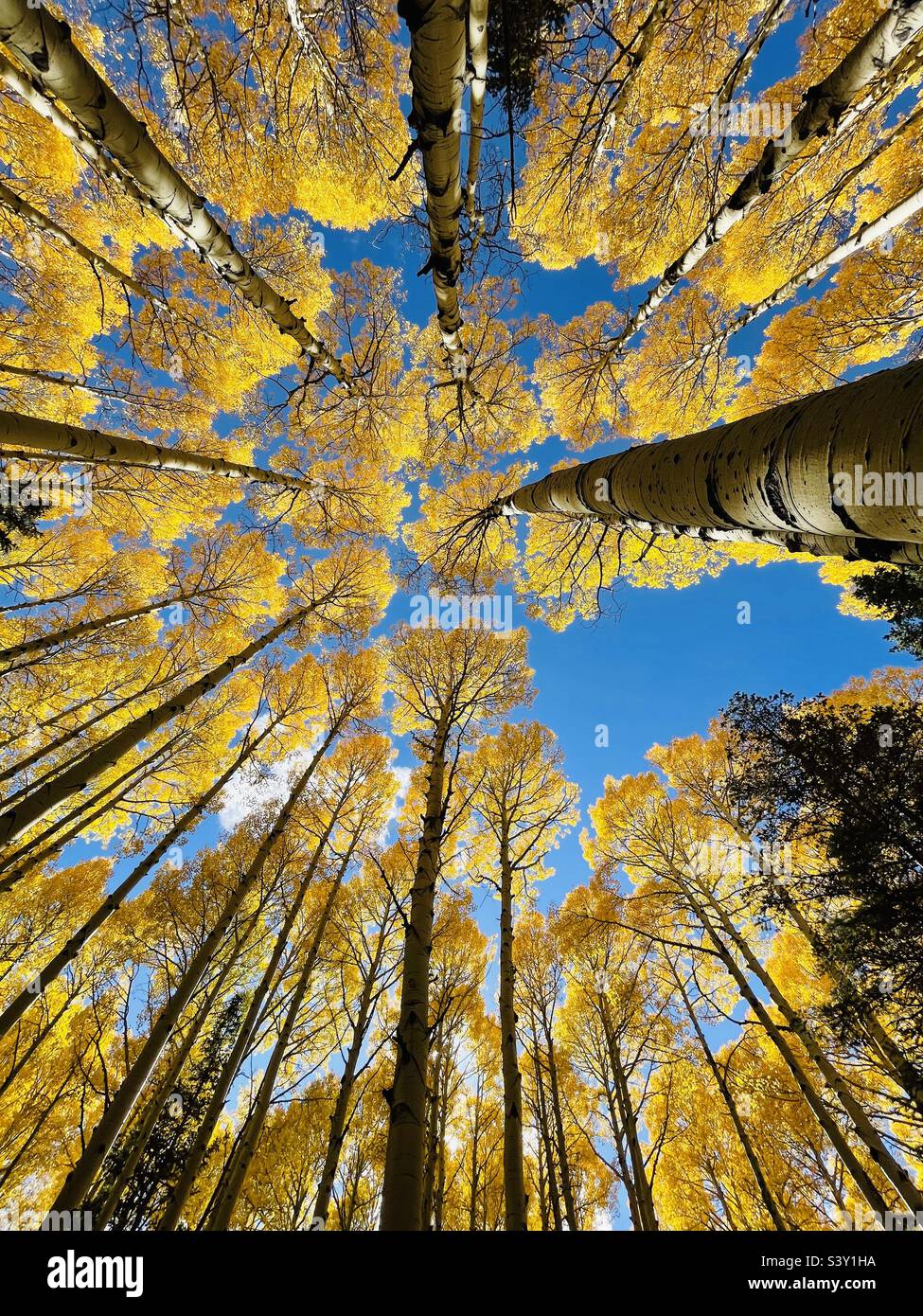 Imponente pioppo tremulo giallo immagini e fotografie stock ad alta ...