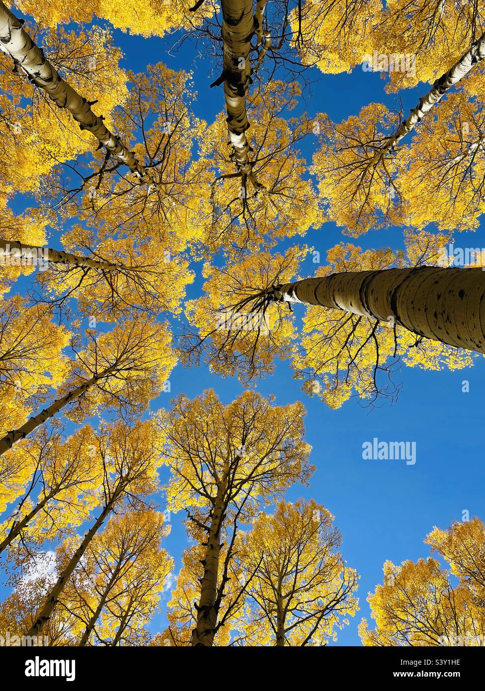 Imponente pioppo tremulo giallo immagini e fotografie stock ad alta ...
