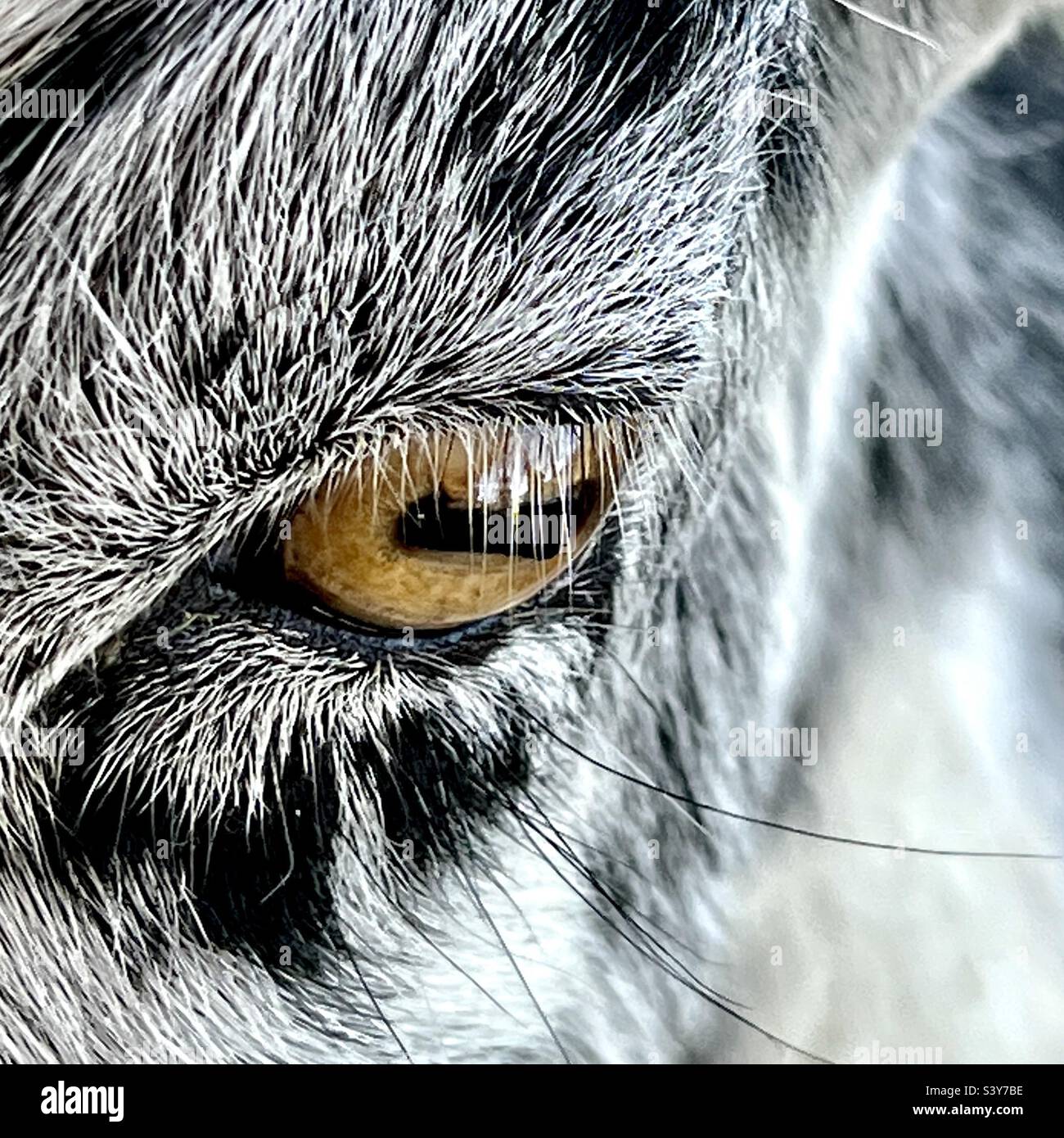 Occhio di capra da vicino immagini e fotografie stock ad alta ...