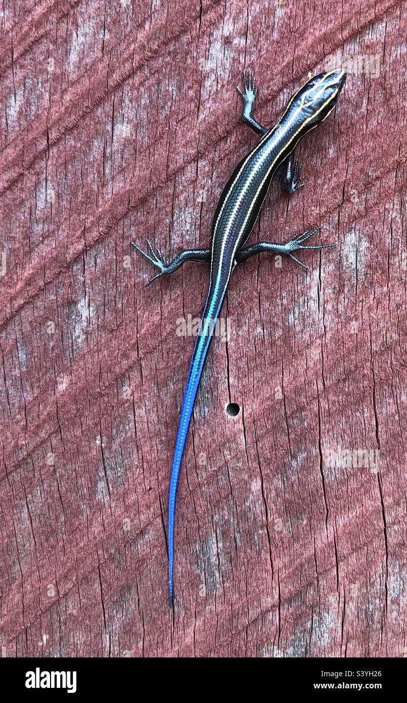 Blue tailed lizard immagini e fotografie stock ad alta risoluzione - Alamy