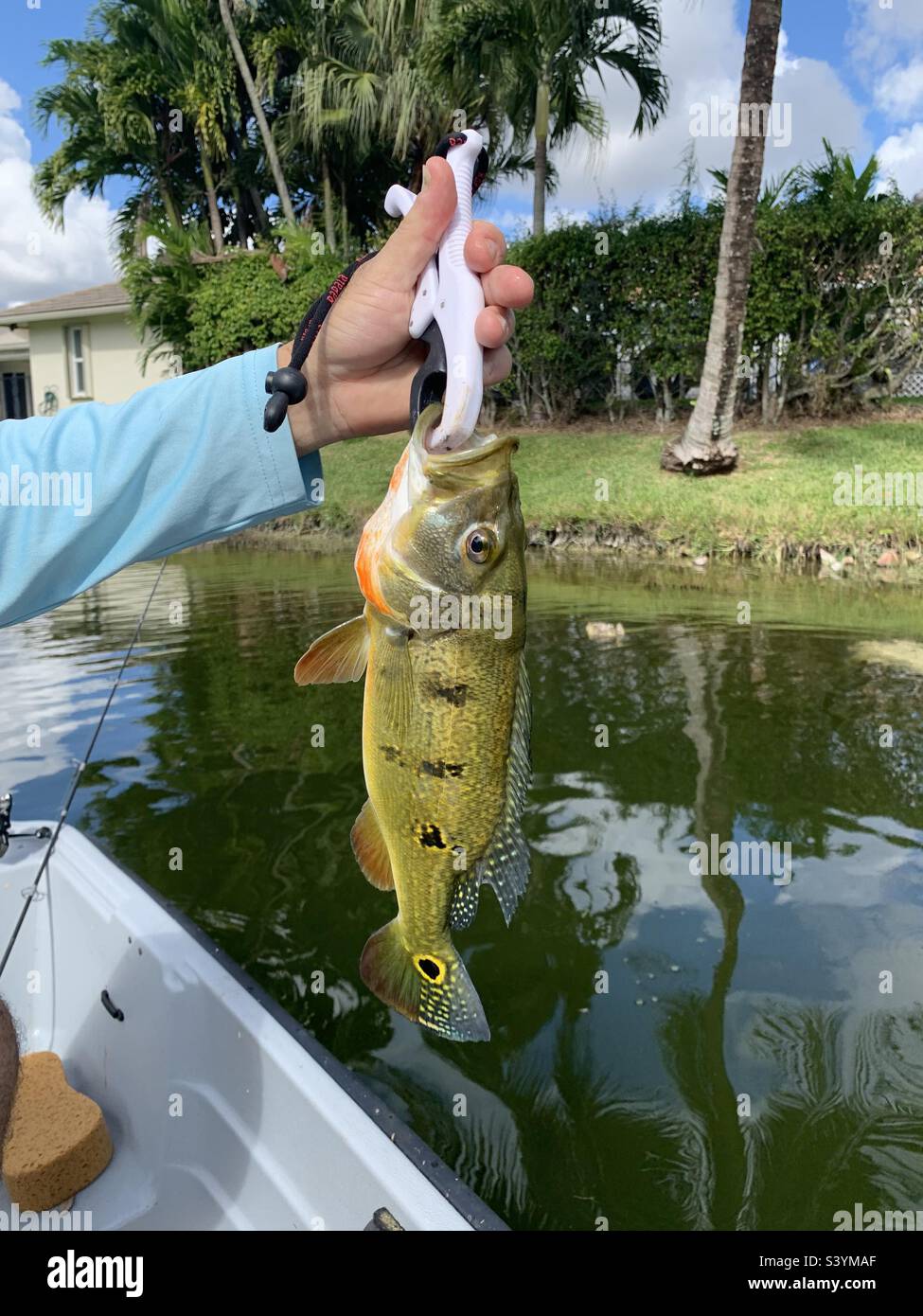 Peacock bass immagini e fotografie stock ad alta risoluzione - Alamy