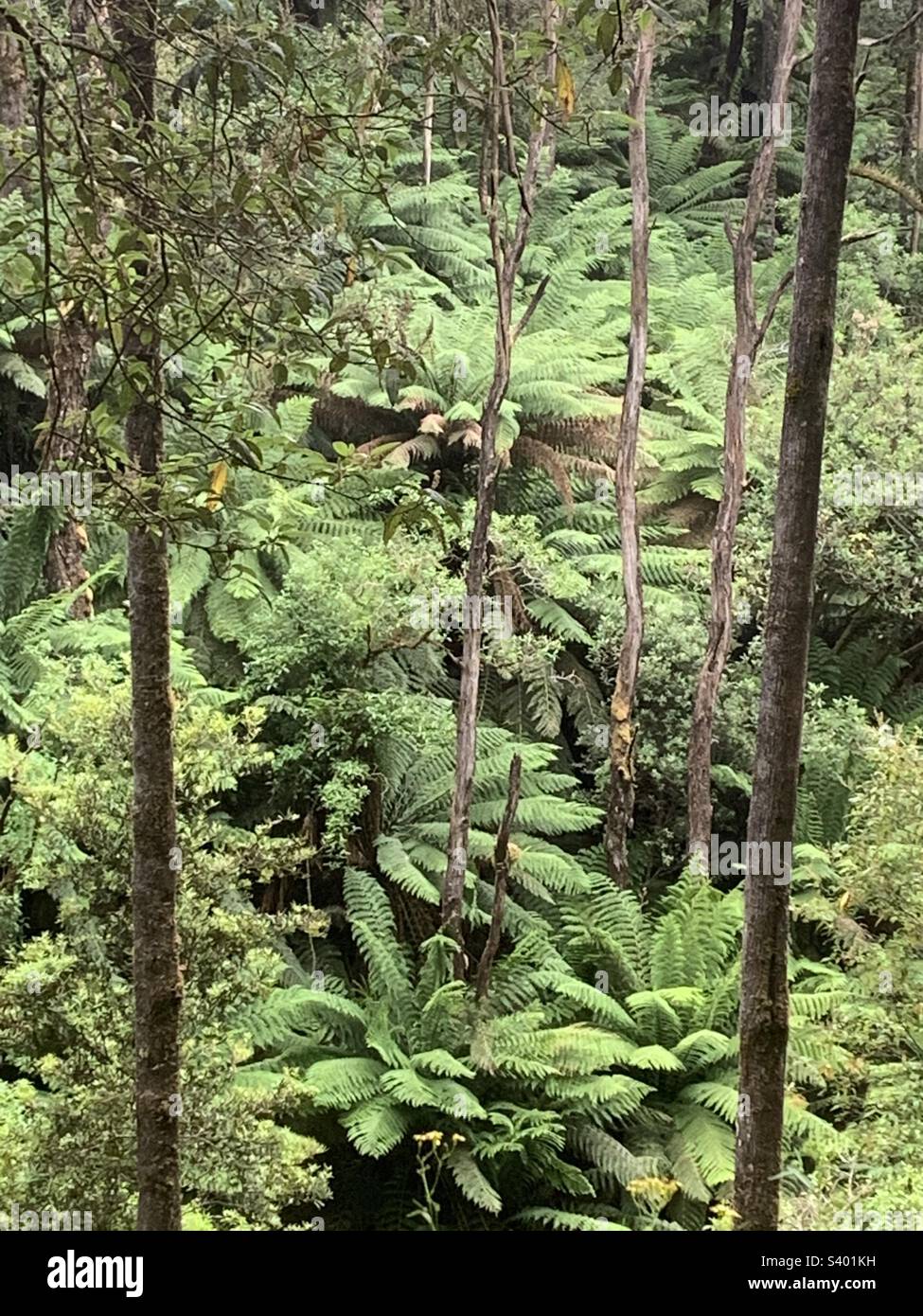 Ecosistema forestale di felci immagini e fotografie stock ad alta ...