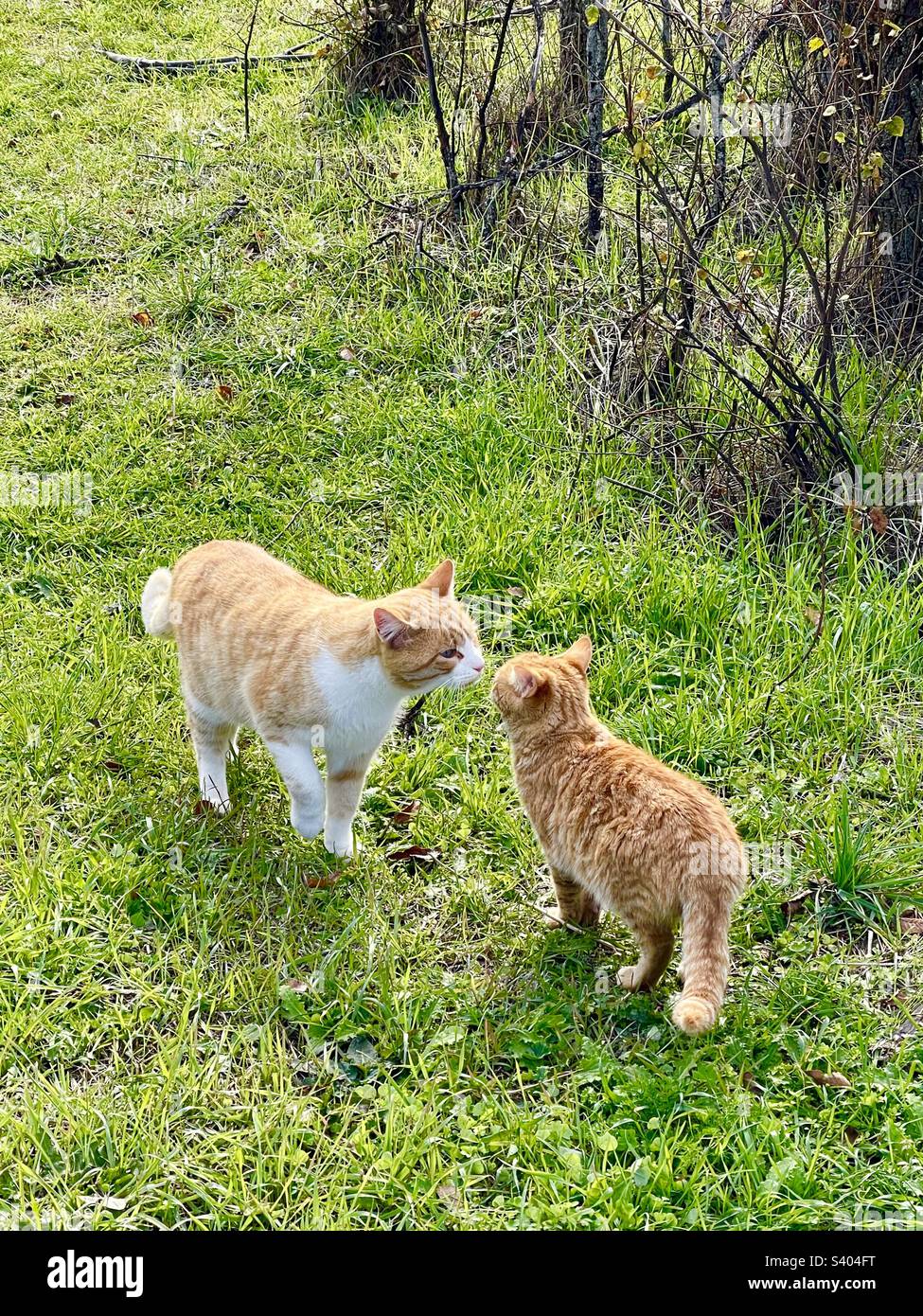 I gatti si baciano immagini e fotografie stock ad alta risoluzione - Alamy