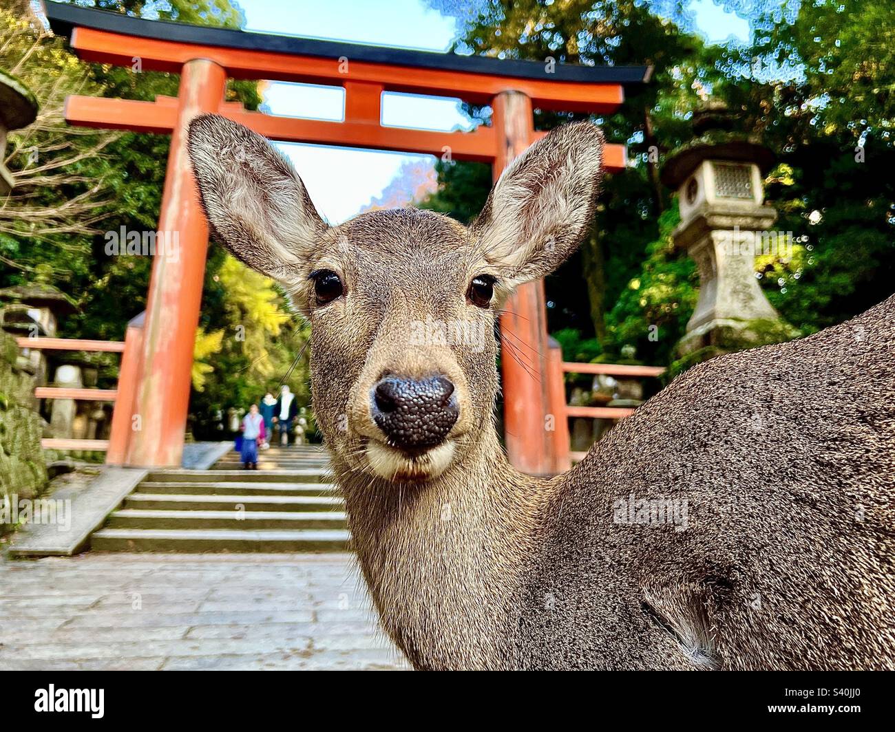 Cervo giappone immagini e fotografie stock ad alta risoluzione - Alamy