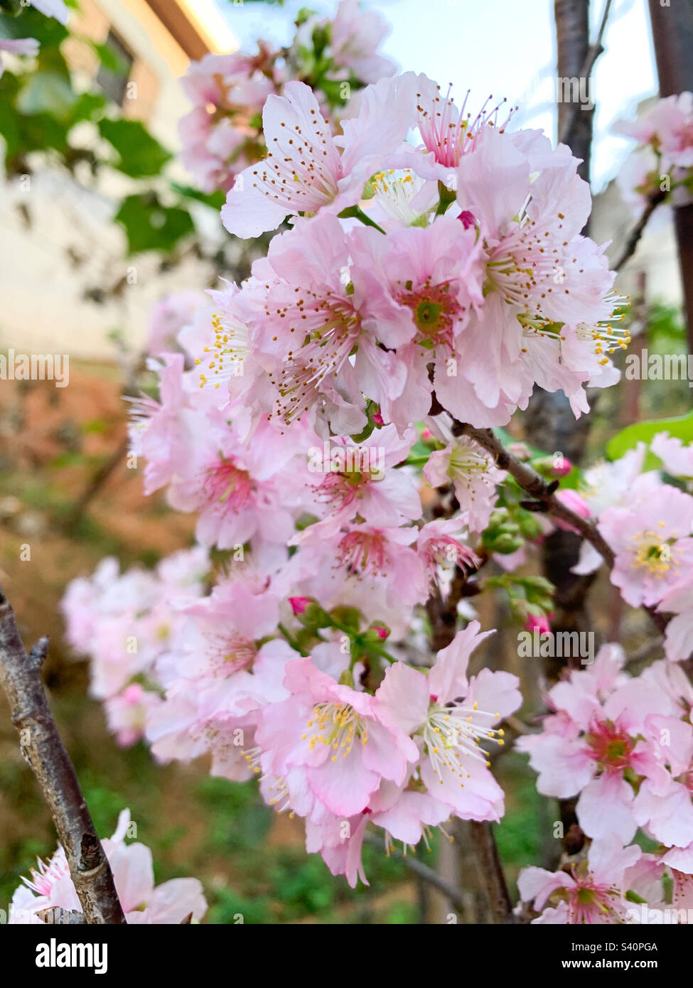 Sakura tree immagini e fotografie stock ad alta risoluzione - Alamy