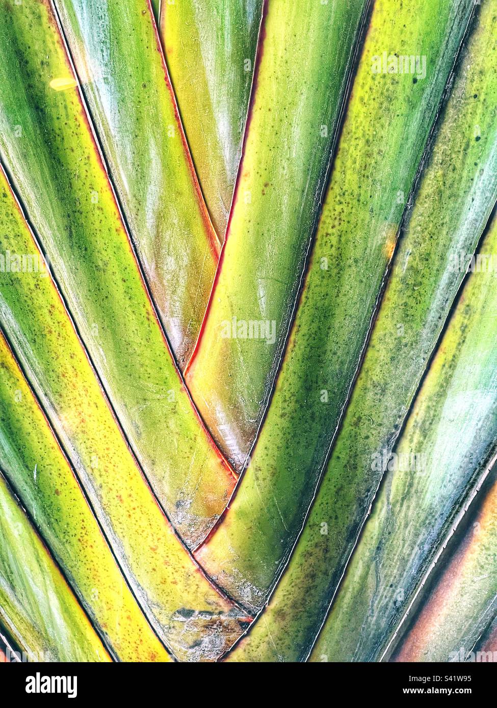 Pianta di palma immagini e fotografie stock ad alta risoluzione - Alamy