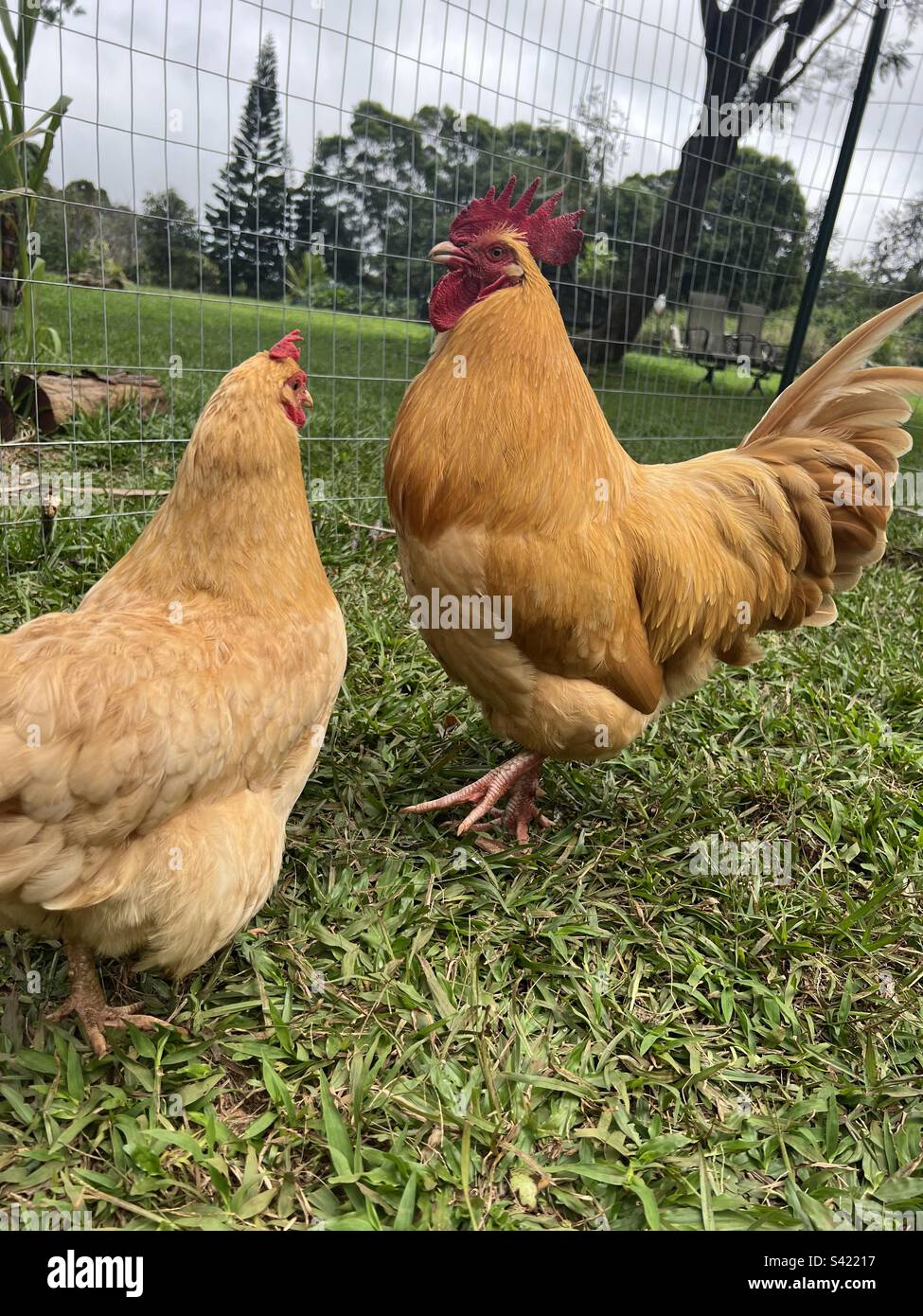Buff orpington chickens immagini e fotografie stock ad alta risoluzione ...