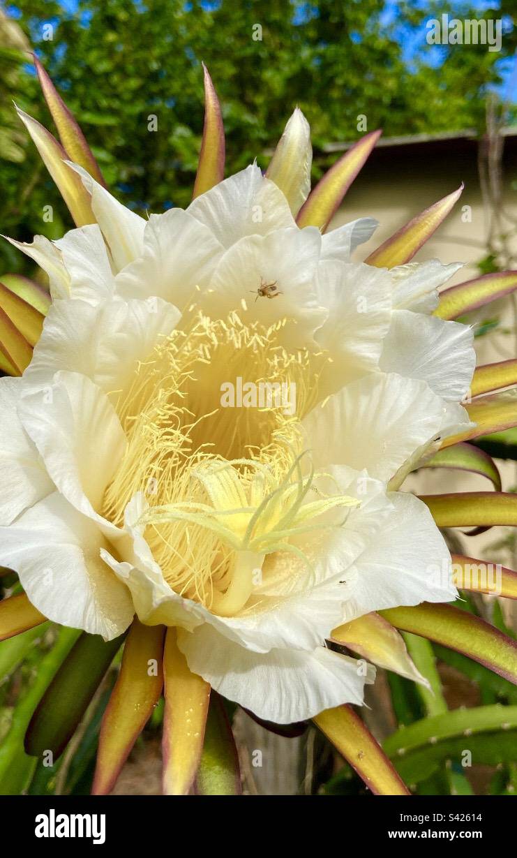 Pianta di pitaya immagini e fotografie stock ad alta risoluzione - Alamy