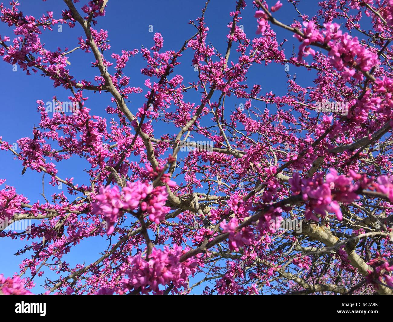 Red bud tree immagini e fotografie stock ad alta risoluzione - Alamy