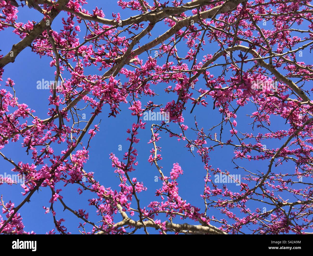 Red bud tree immagini e fotografie stock ad alta risoluzione - Alamy