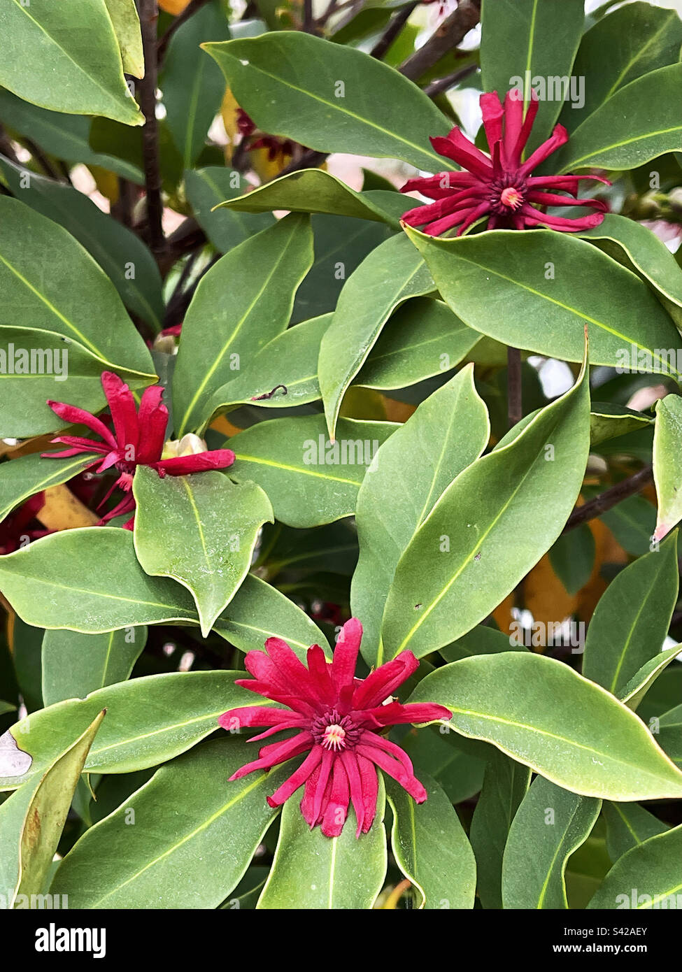 Albero di anice immagini e fotografie stock ad alta risoluzione - Alamy