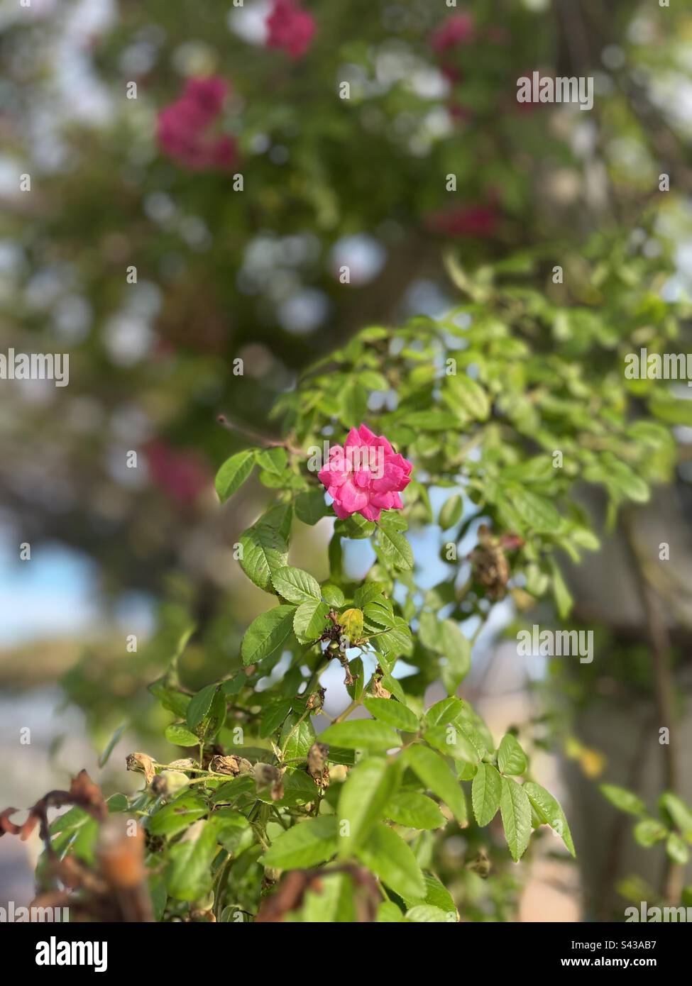 Rosa rosa piccola immagini e fotografie stock ad alta risoluzione - Alamy