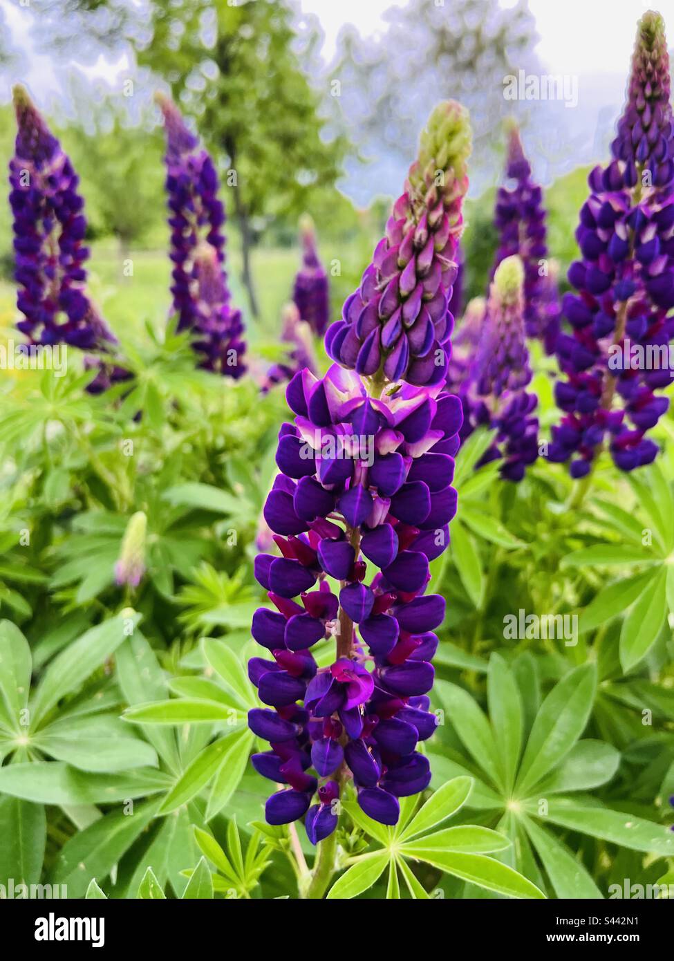 Viola fiori immagini e fotografie stock ad alta risoluzione - Alamy