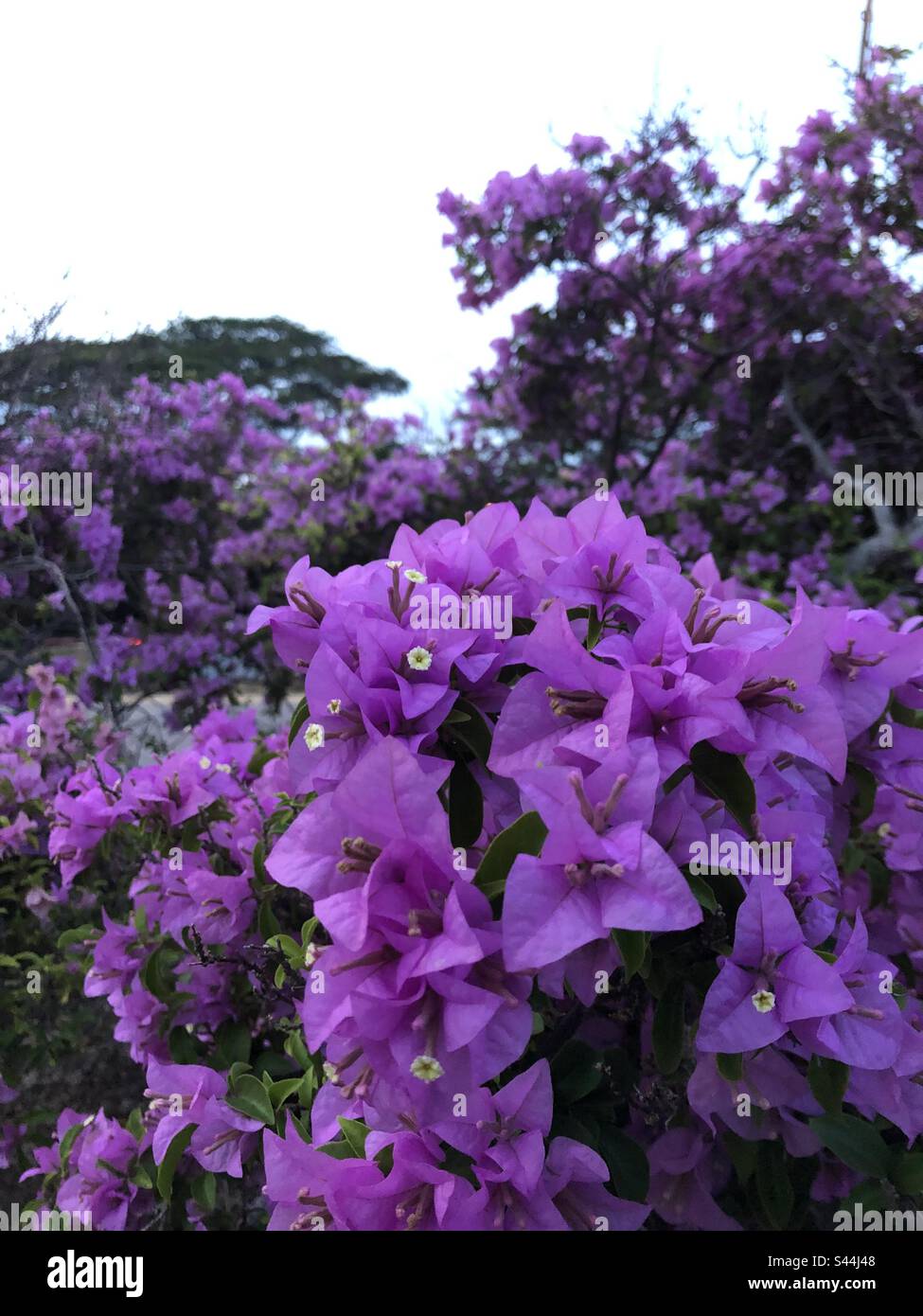 Fiori viola indaco immagini e fotografie stock ad alta risoluzione - Alamy