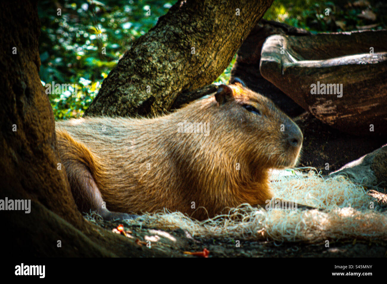 Capibara roditore immagini e fotografie stock ad alta risoluzione - Alamy