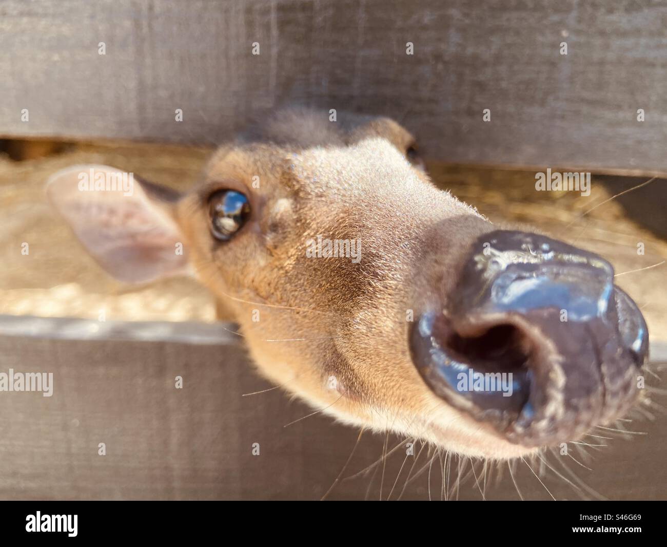 Indian muntjac immagini e fotografie stock ad alta risoluzione - Alamy
