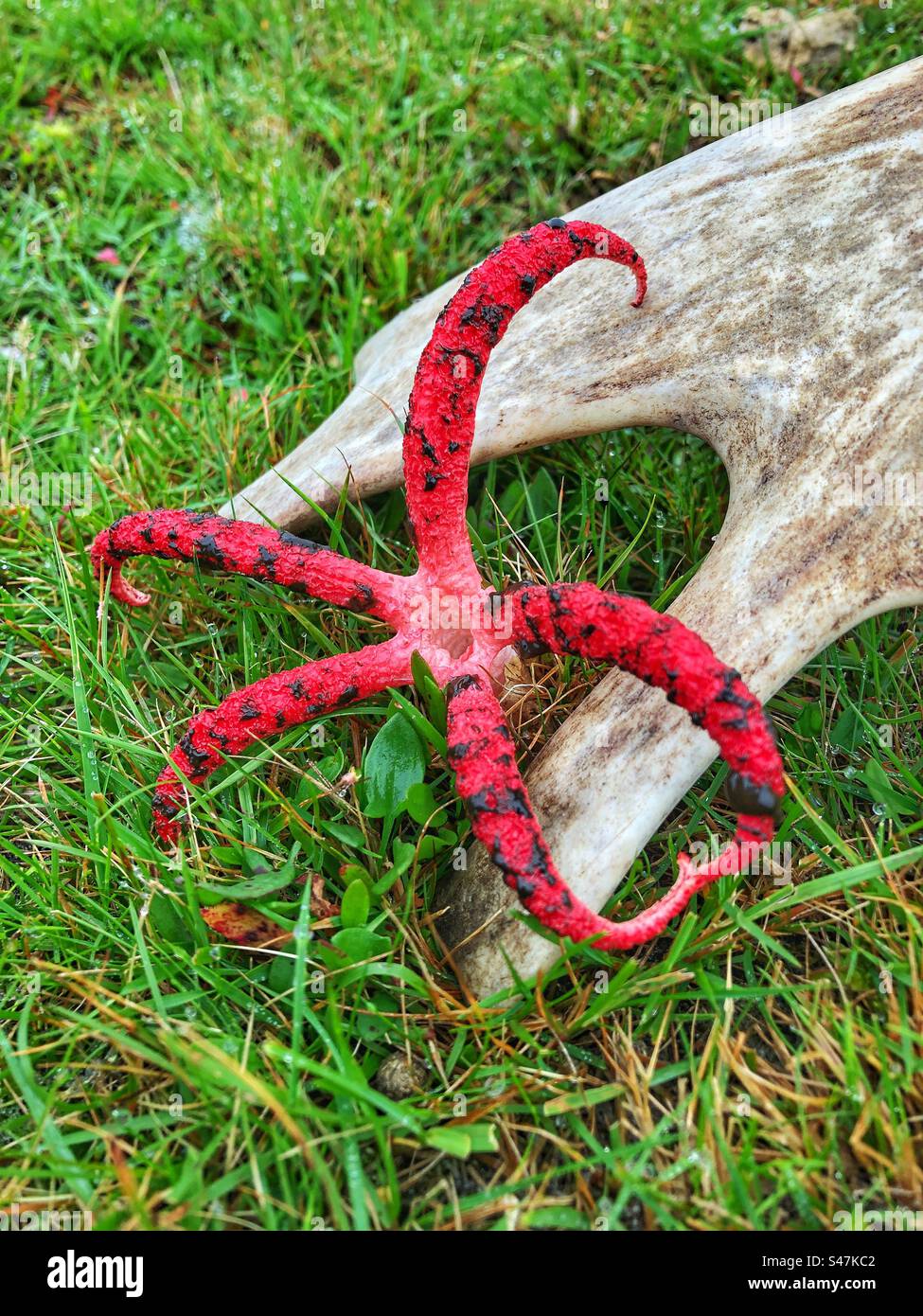 Il fungo delle dita del Diavolo e (Clathrus archeri) e a volte indicato ...