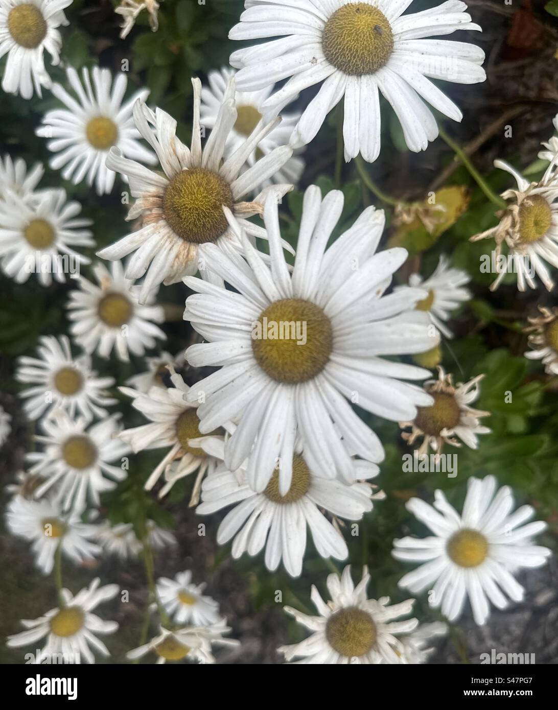 Margherite all'esterno immagini e fotografie stock ad alta risoluzione ...