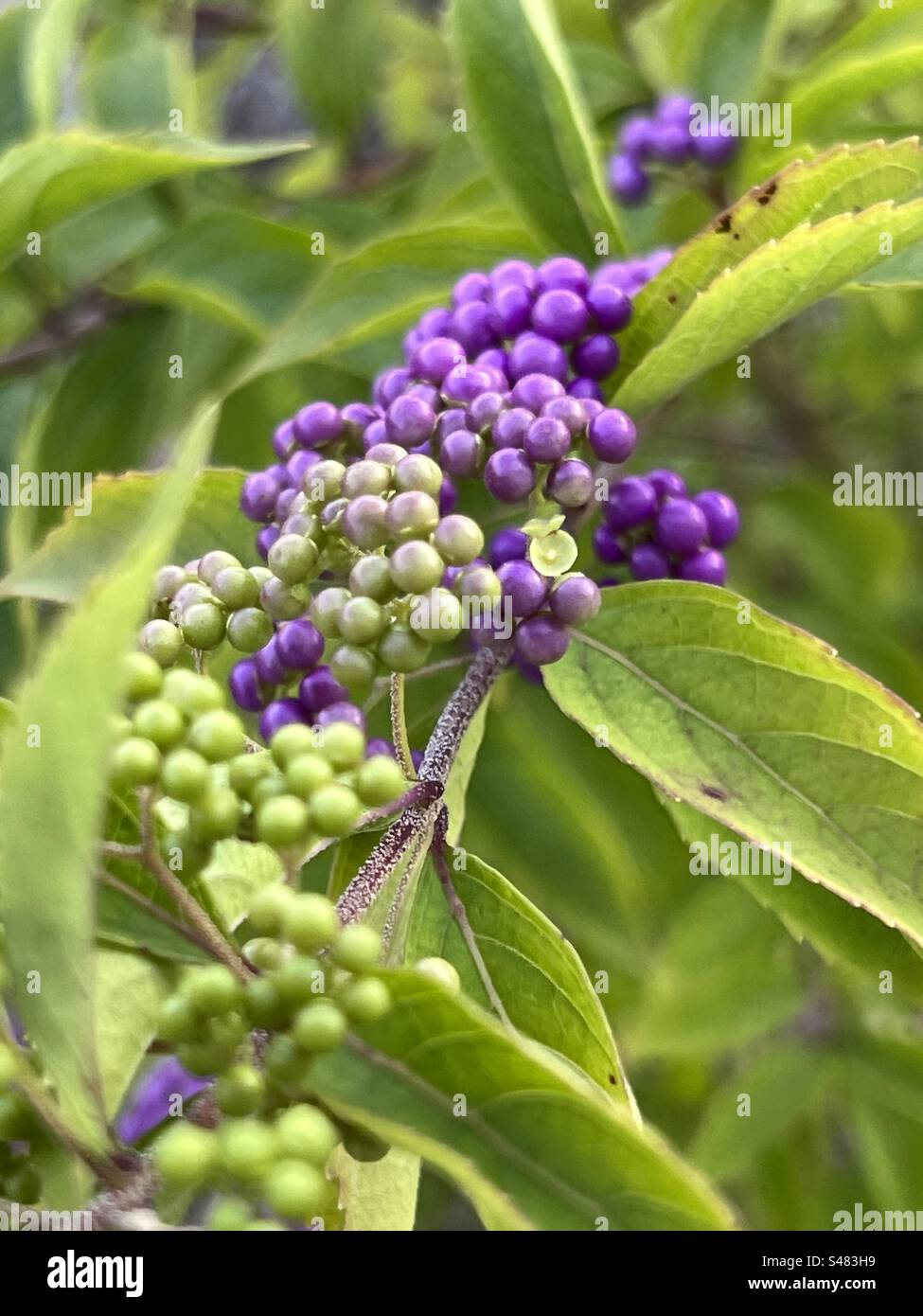 Flora plants immagini e fotografie stock ad alta risoluzione - Alamy