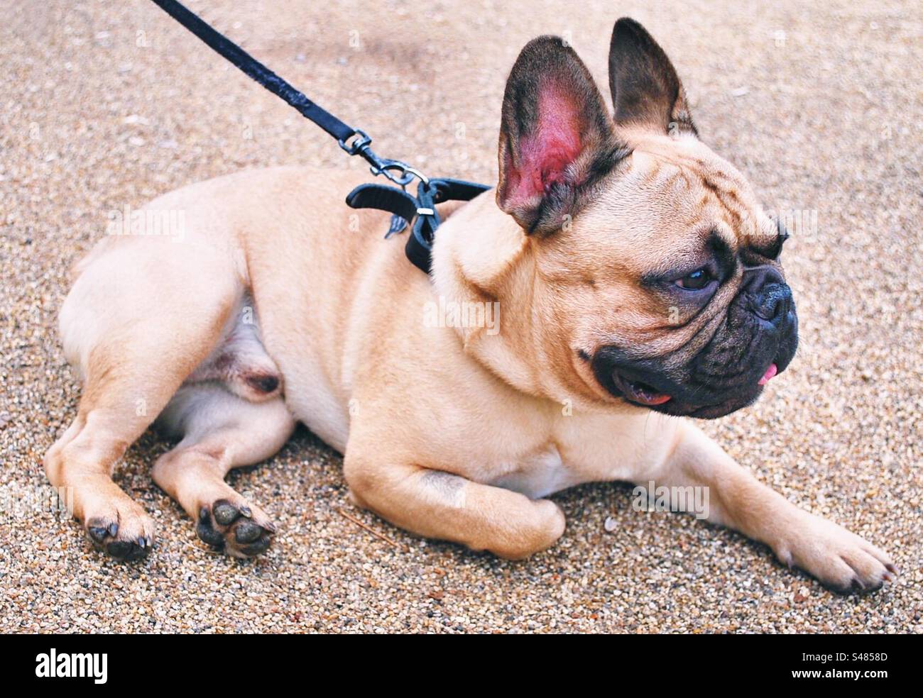 Cane da toro immagini e fotografie stock ad alta risoluzione - Alamy