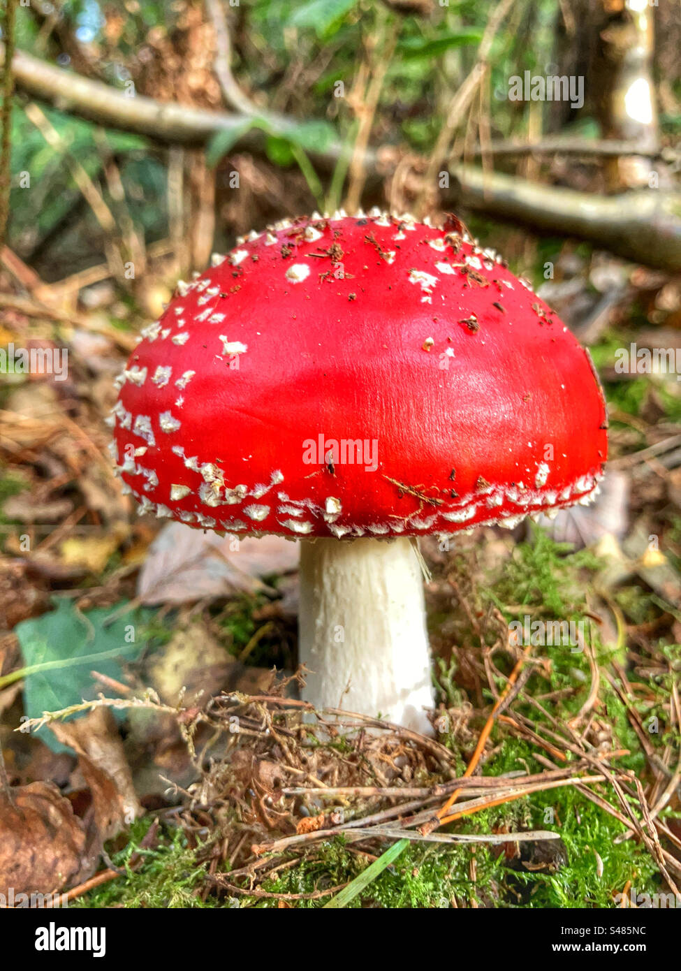 Fungo rosso immagini e fotografie stock ad alta risoluzione - Alamy