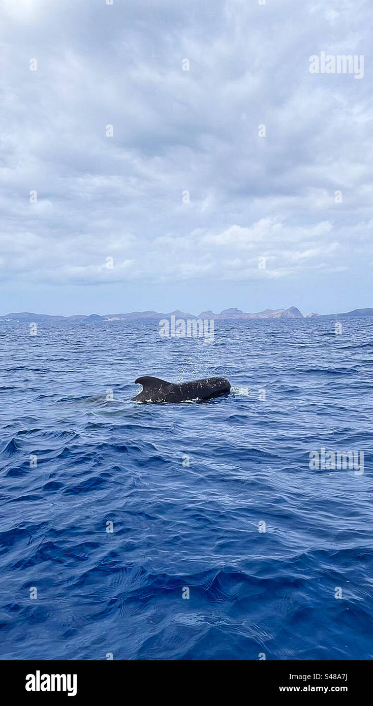 Delfino balena immagini e fotografie stock ad alta risoluzione - Alamy