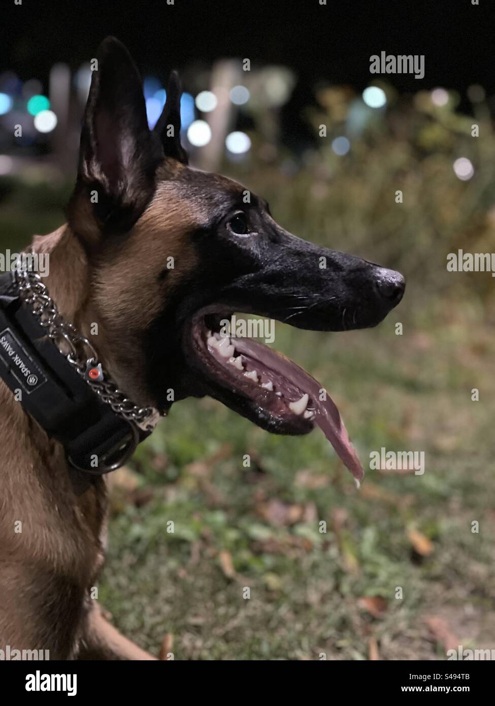 Belgian shepherd malinois immagini e fotografie stock ad alta ...