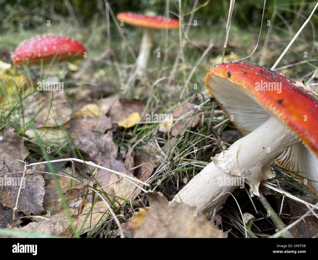 Bianchi puntini immagini e fotografie stock ad alta risoluzione - Alamy