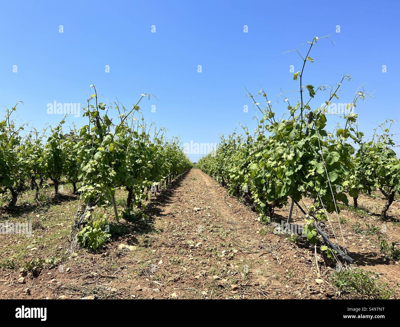 Vitigni italiani immagini e fotografie stock ad alta risoluzione - Alamy