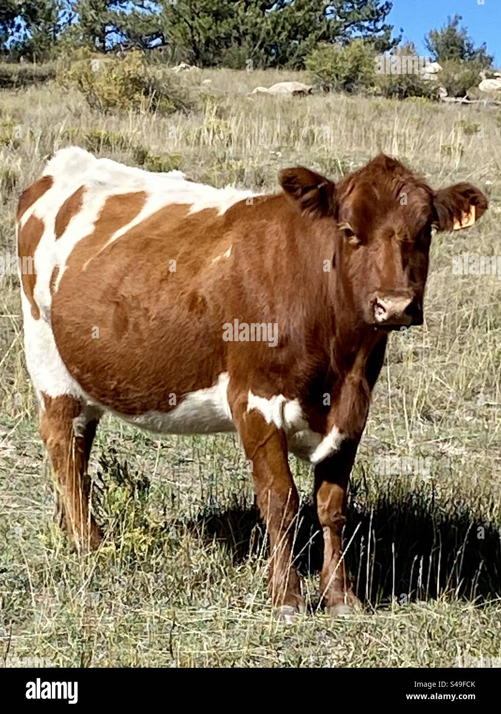 How ora marrone mucca immagini e fotografie stock ad alta risoluzione ...