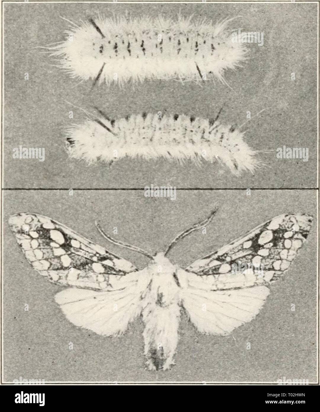 Estigmene acraea immagini e fotografie stock ad alta risoluzione - Alamy
