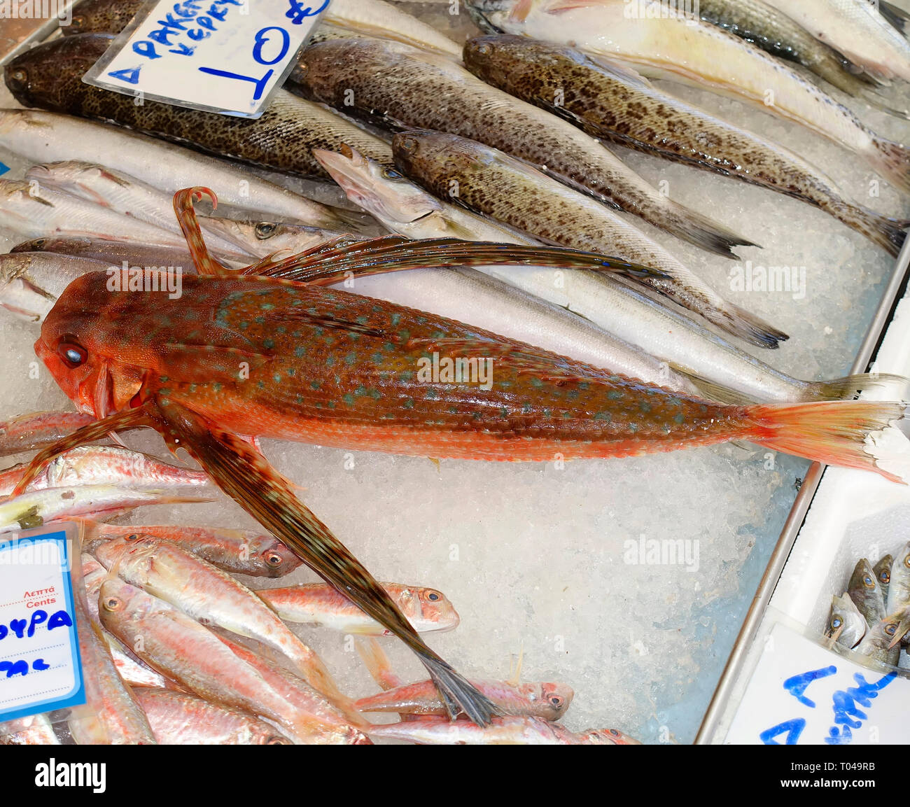 Il pesce crudo vende la grecia immagini e fotografie stock ad alta ...
