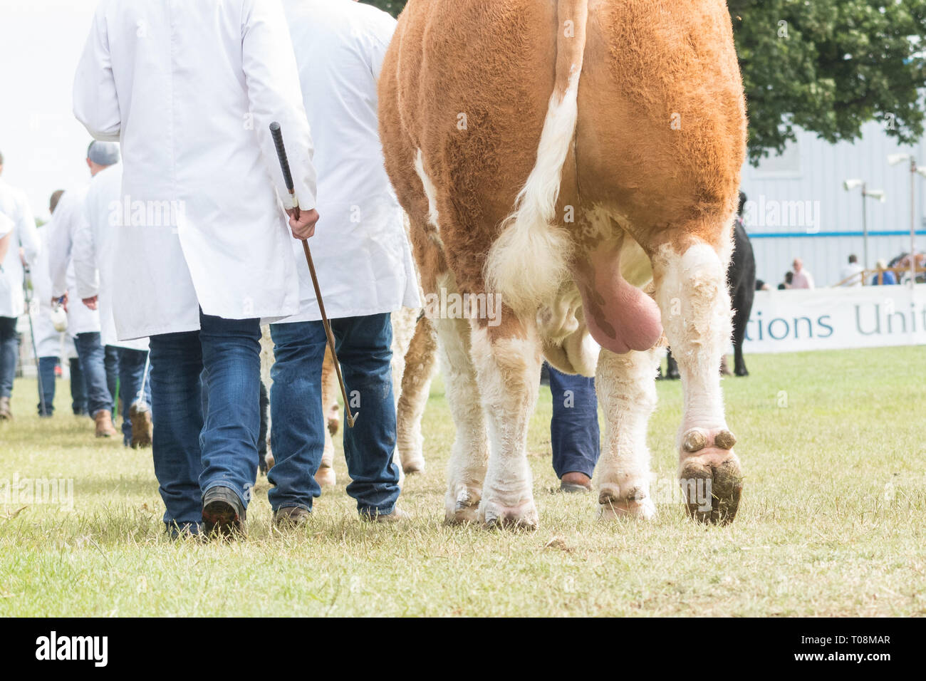 Testicoli del toro immagini e fotografie stock ad alta risoluzione - Alamy