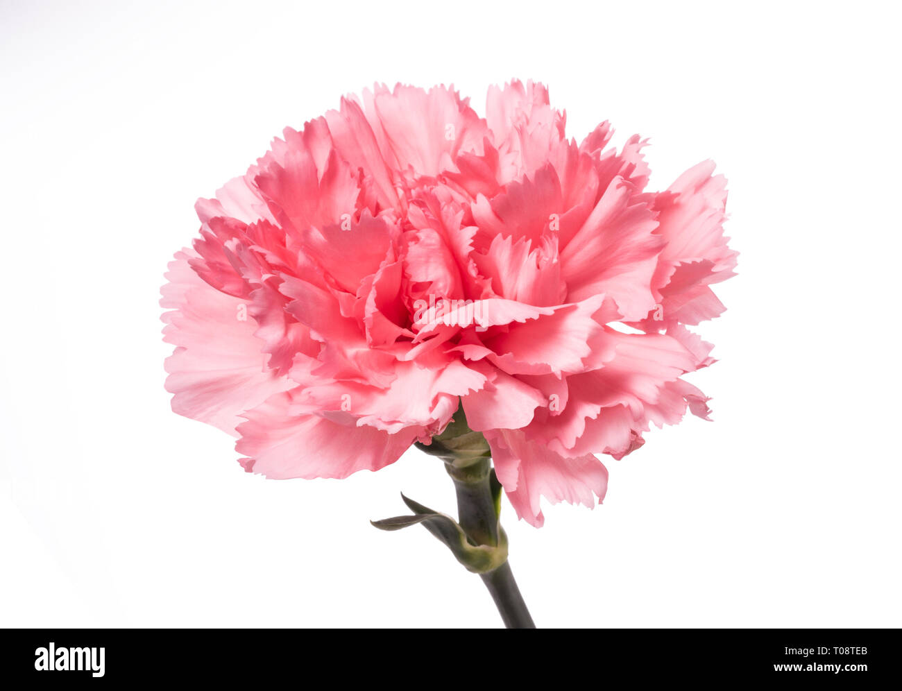 Pink garofano immagini e fotografie stock ad alta risoluzione - Alamy